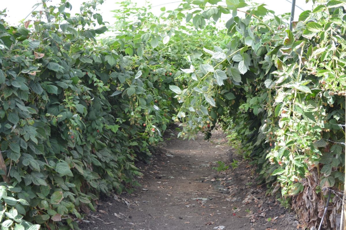 Driscoll's Not Your Average Berry!